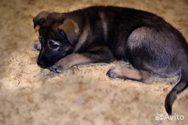 Весёлые, плюшевые щенки в добрые руки