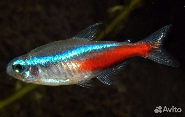 Рыба "Неон" / " Анциструс "