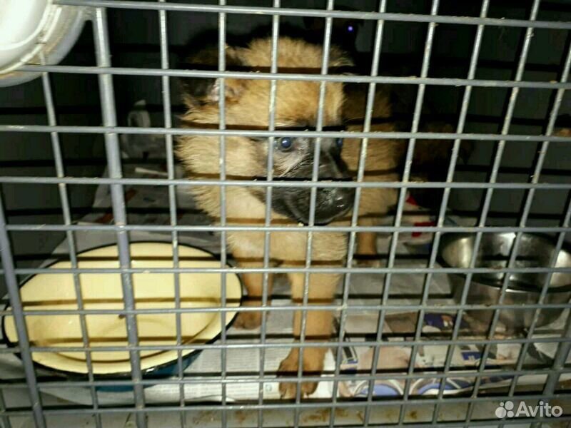 Малыши с отлова