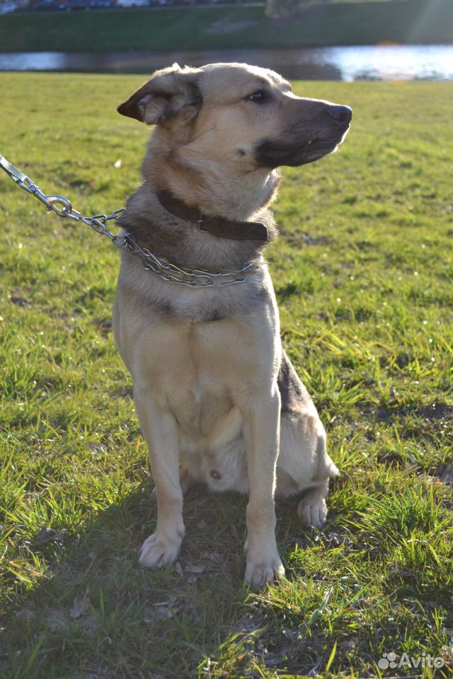 Метис восточноевропейской овчарки в добрые руки