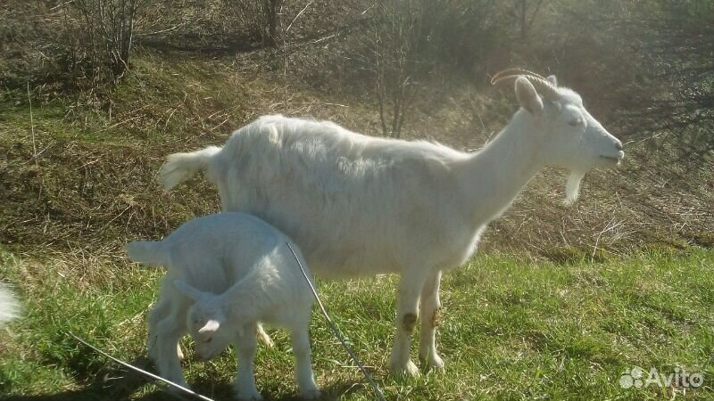 Козы дойные и козёл - бесплатно в добрые руки