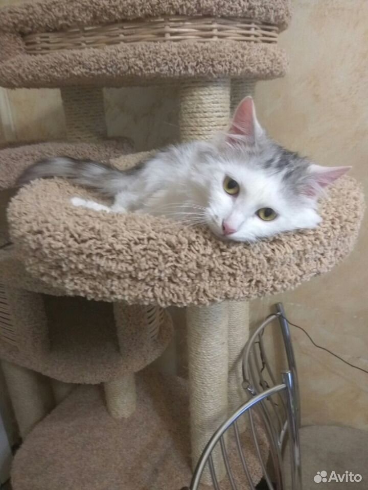 Кошечку метиску в дар