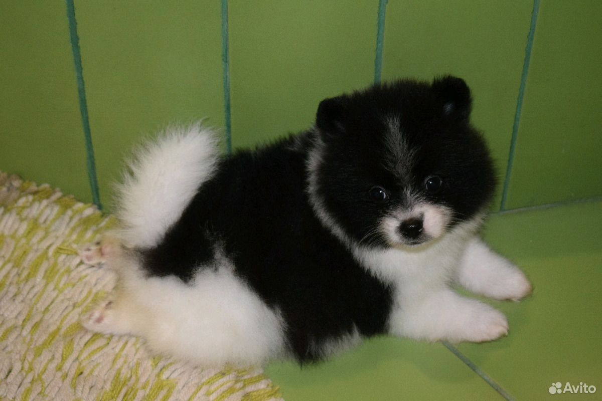 Шпиц мальчик как панда