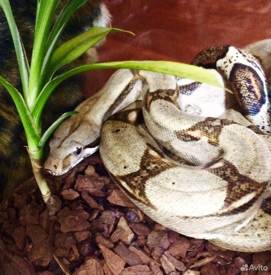 Императорский удав с террариумом, поилкой, коврико