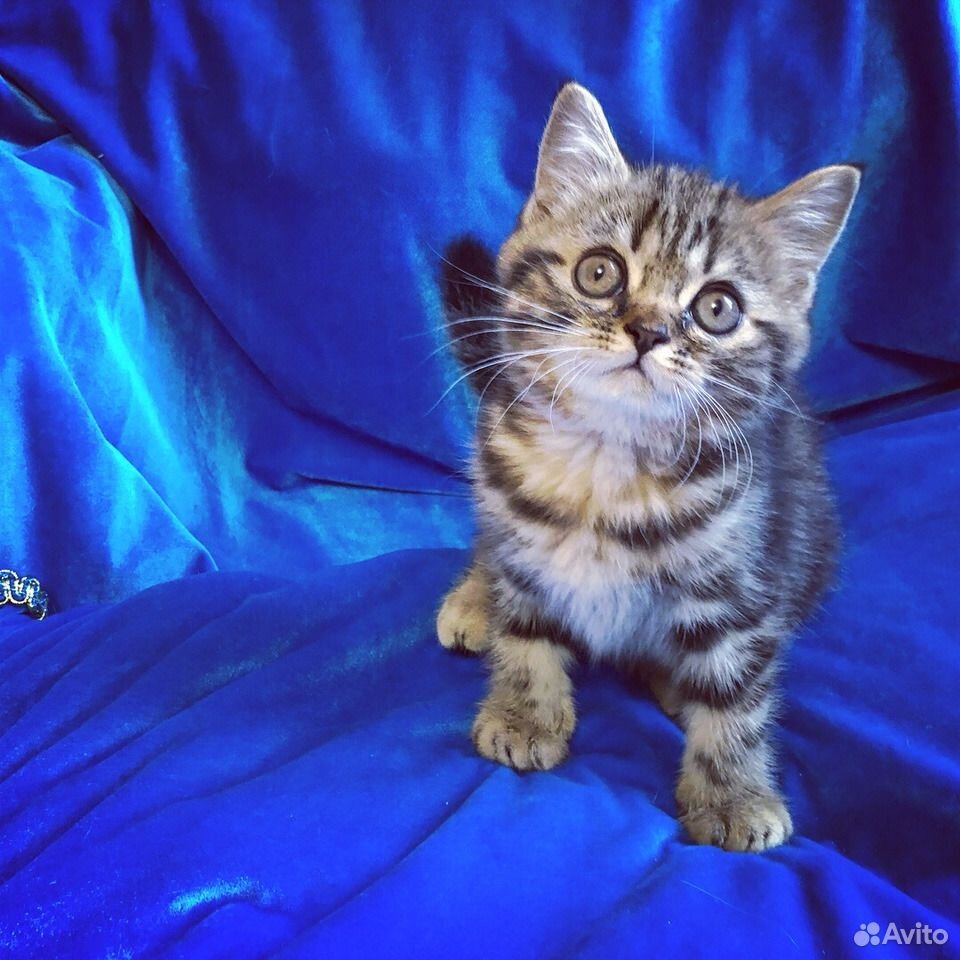 Шотландский домашний тигрёнок