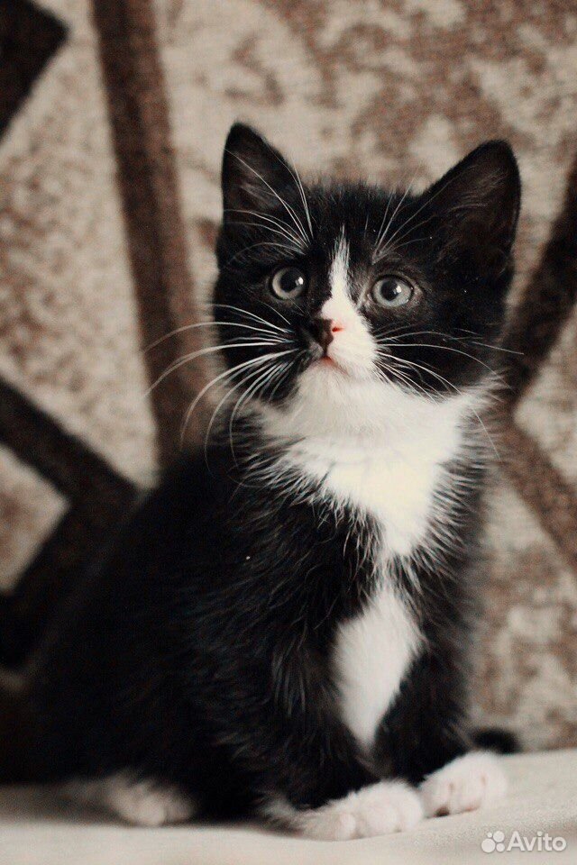 Джессика самая веселая из котят