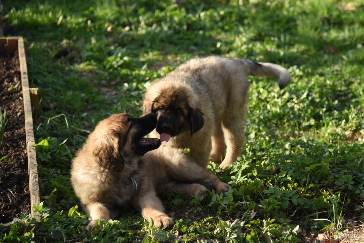 Щенки леонбергера 5 месяцев