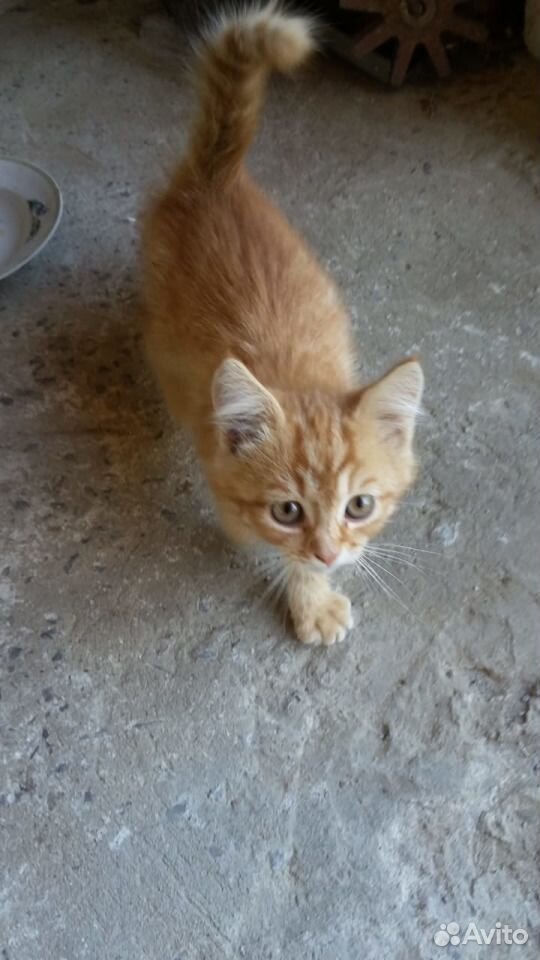 Котик в добрые руки