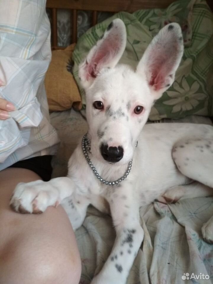 Красотка Умка в добрые руки