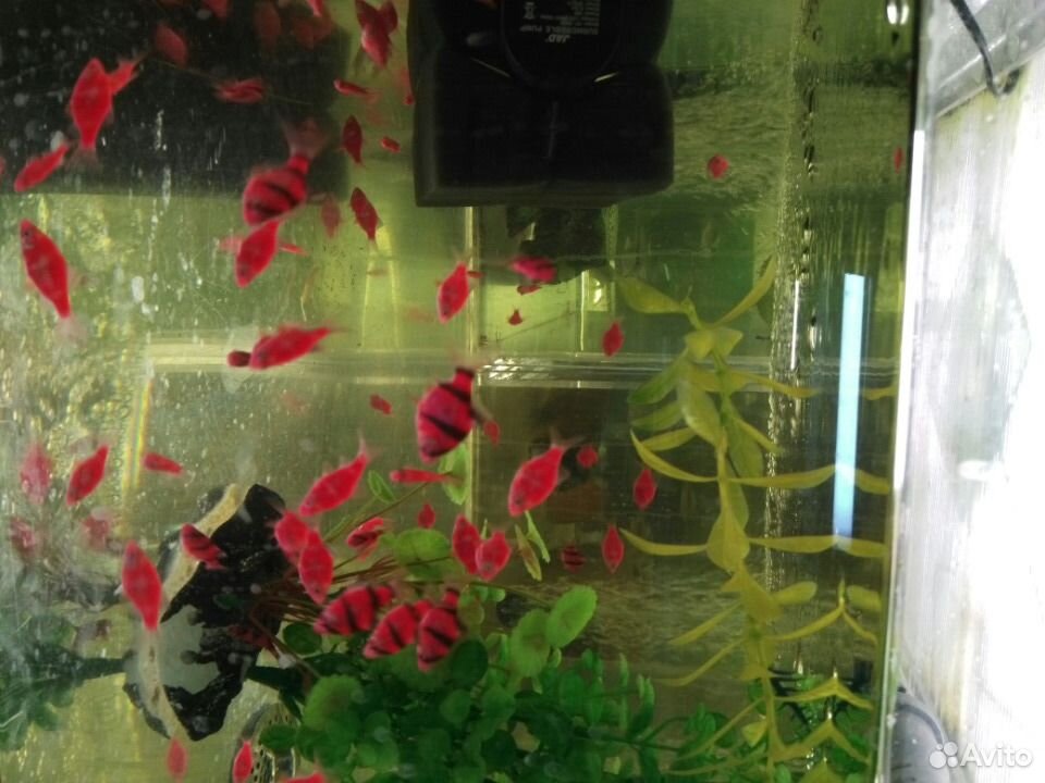 Барбус красный глофиш