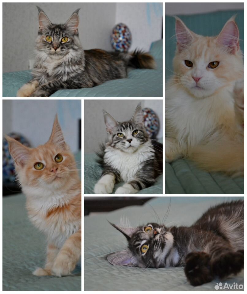 Котята мейн кун из питомника