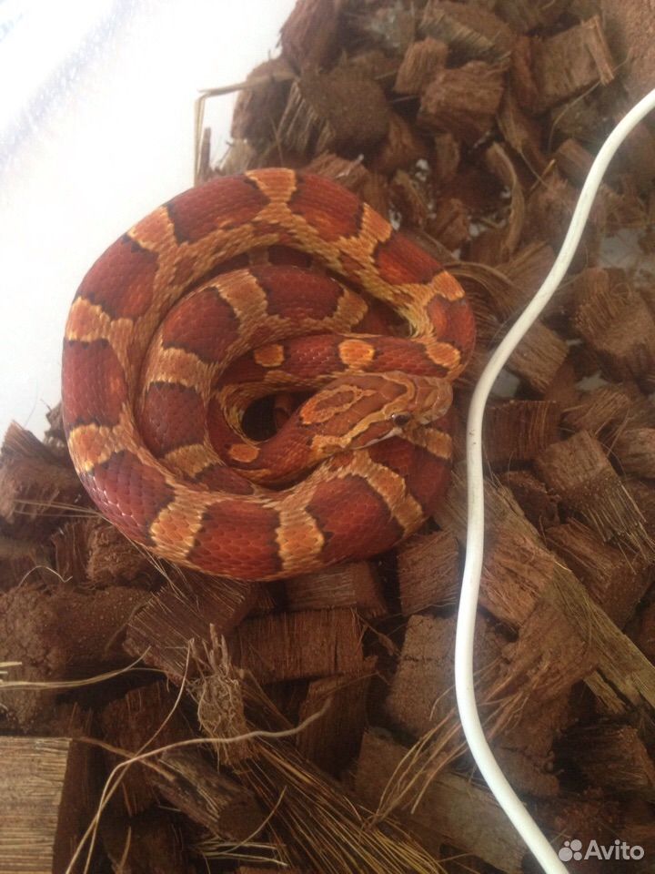 Маисовый полоз, 9 месяцев