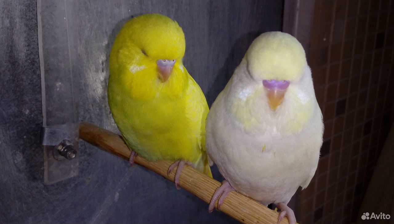 Ввп, чехи, птенцы, самец и самочка