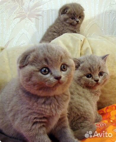 Вислоушки Ванда и Вэнди