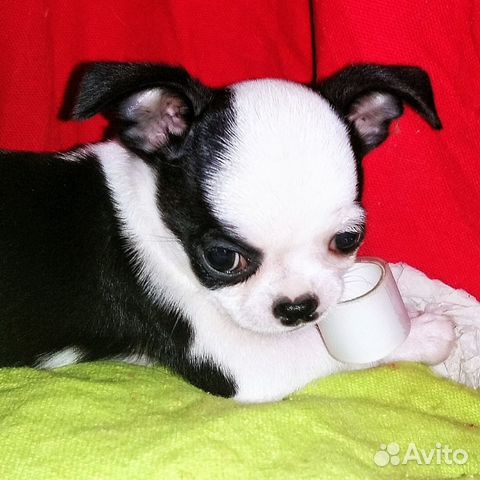 Кукольные мальчики чихуа