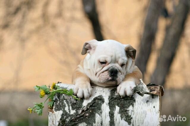 Белоголовый Принц