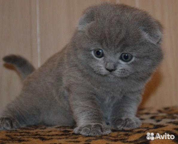 Лилачки и голубки