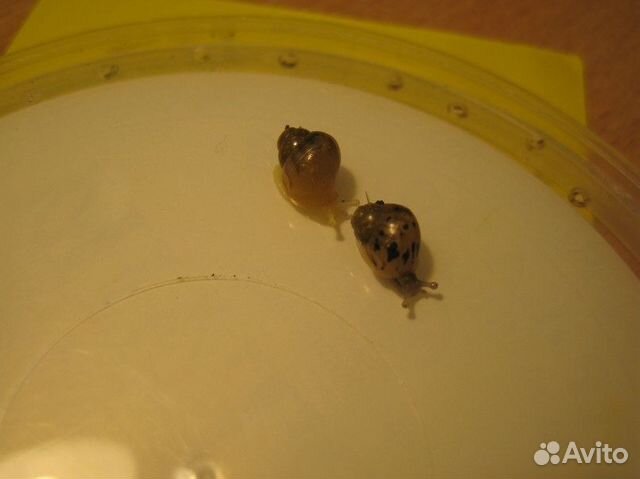 Улитки Ахатины