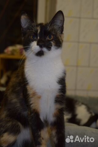 Ищет дом кошечка Уника, 4.5 мес