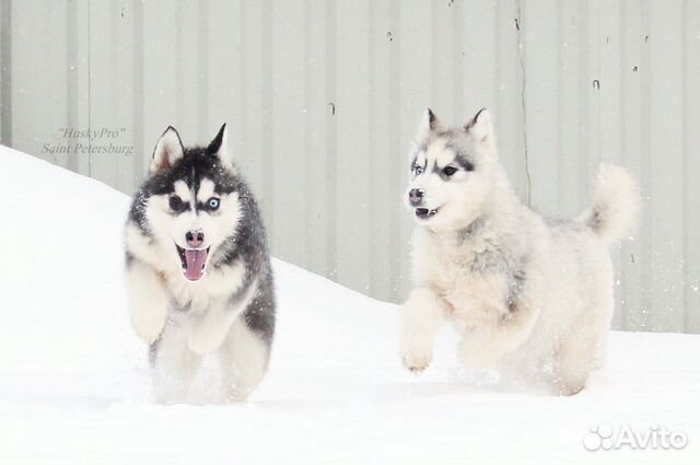 Мальчишка серо-белый хулиган