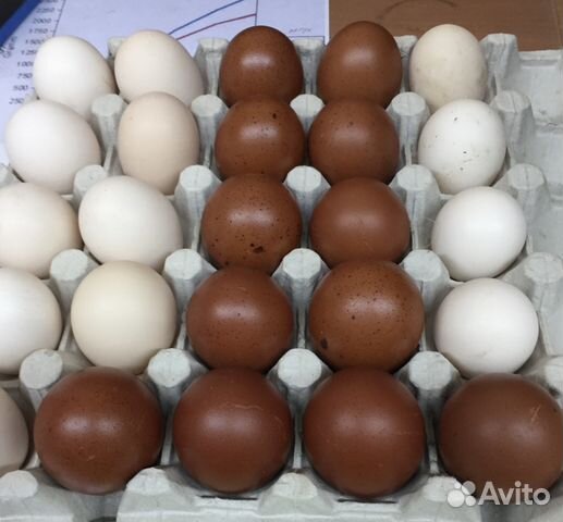 Инкубационное яйцо, цыплята от импортных родителей