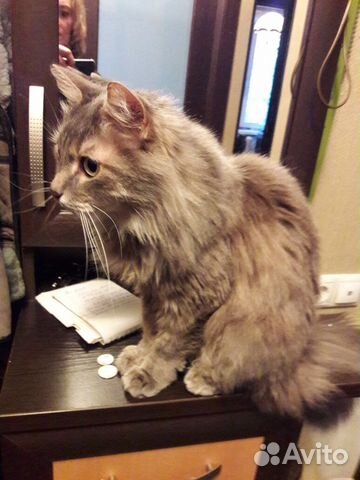 Котик Кузя
