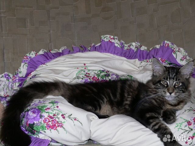 Крупный, очень красивый чистокровный котёнок