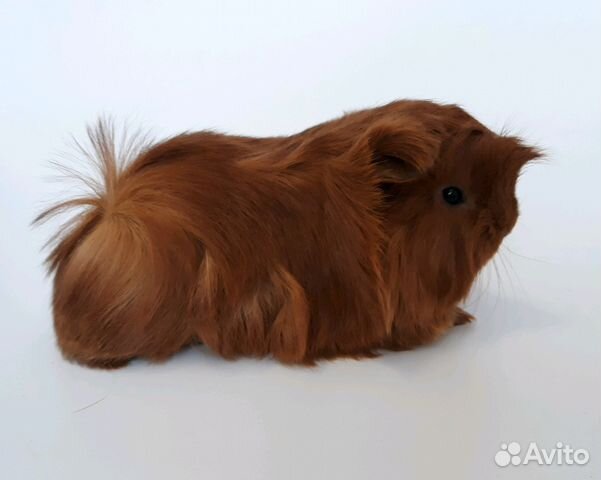 Морские свинки