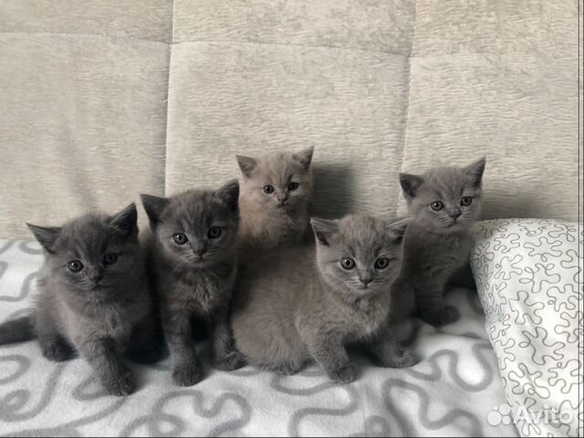 Британские котята