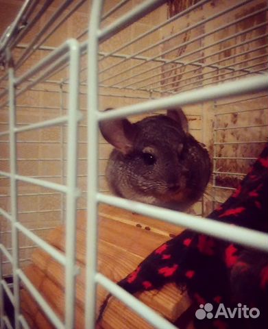 Шиншилла мальчик 3 года