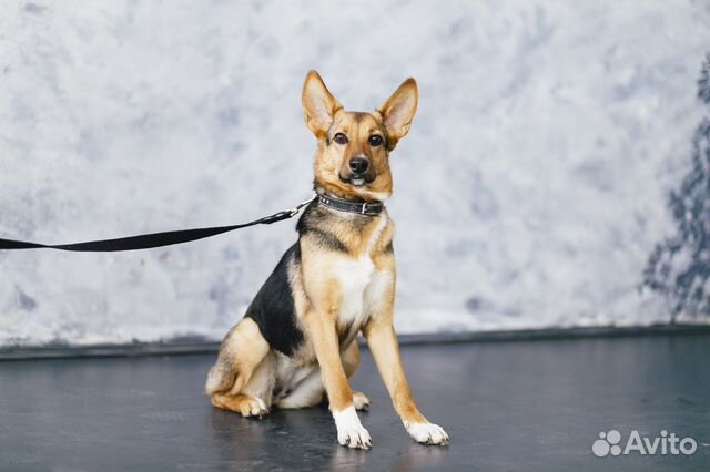 Нокси ищет дом