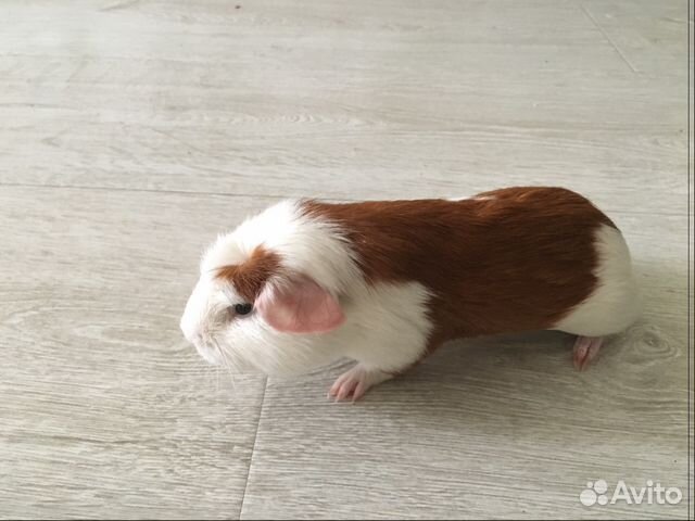 Морская свинка Хрюня+ Приданное