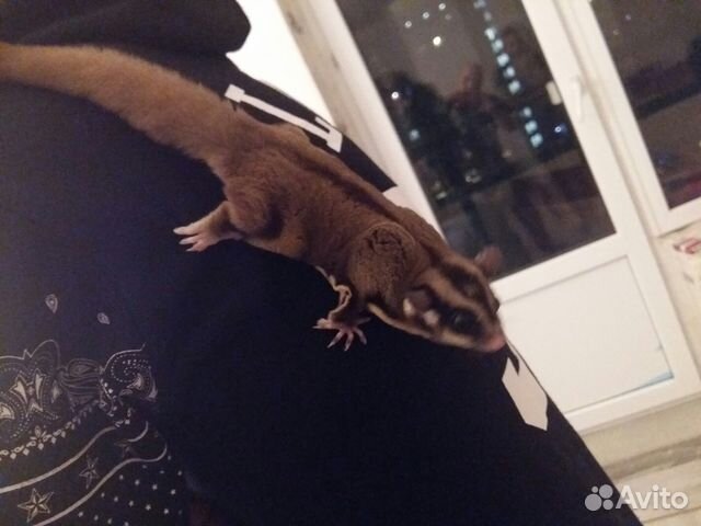 Сахарный посум