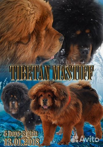 Красный и черно-подпалый мальчики тибет