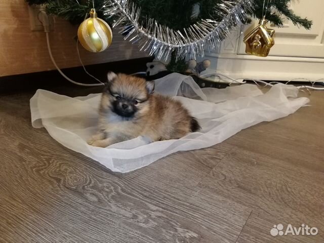 Мини Шпиц, мальчик - минюша