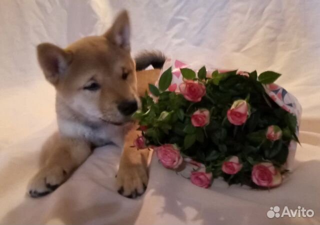 Щенок Сиба - ину - Девочка