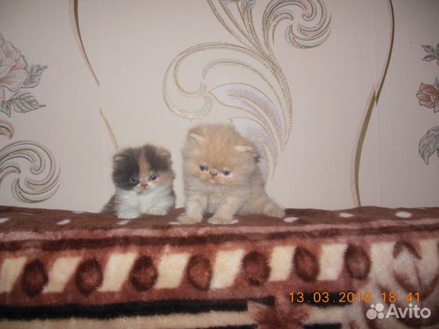 Продам персидских котят