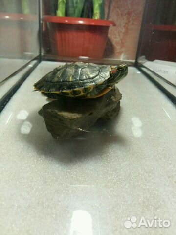 Черепашка красноухая