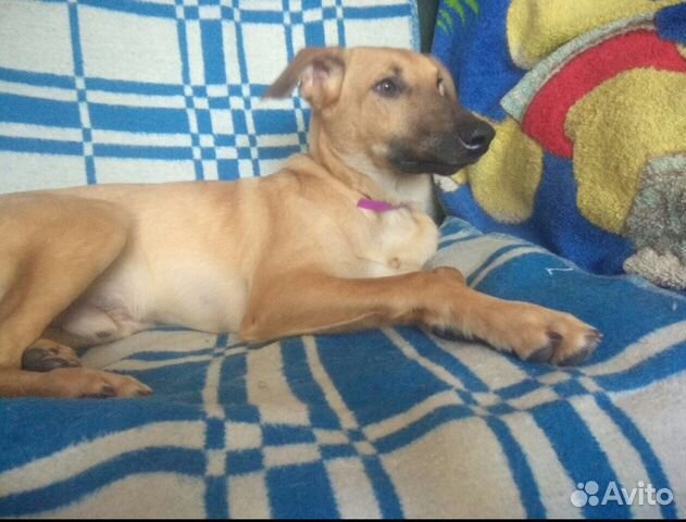 Щенок подросток в дар