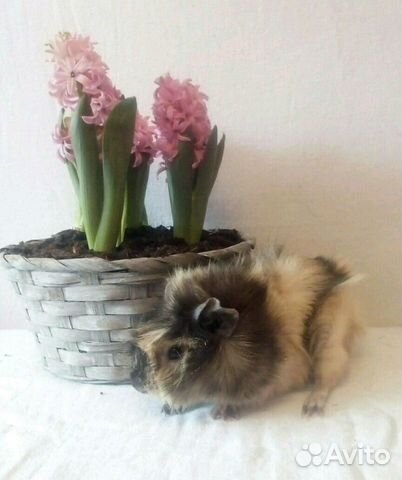 Морские свинки- питомник