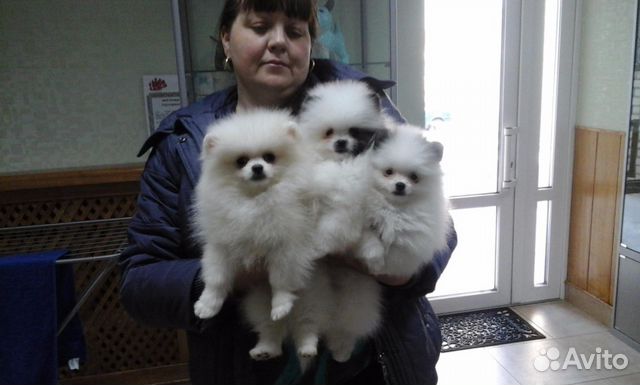 Померанские шпицы