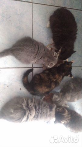 Котята