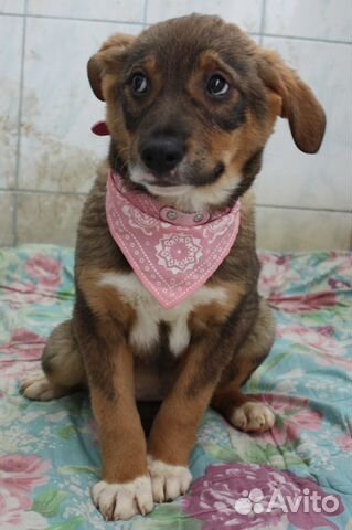 В добрые ручки щенок девочка Тутси