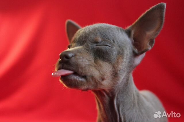 Русский Той. Мини. Девочка. Лилового окраса 28.02