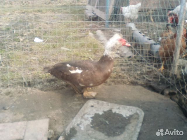 Селезни индоутки