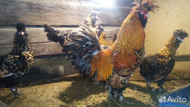 Куры - несушки