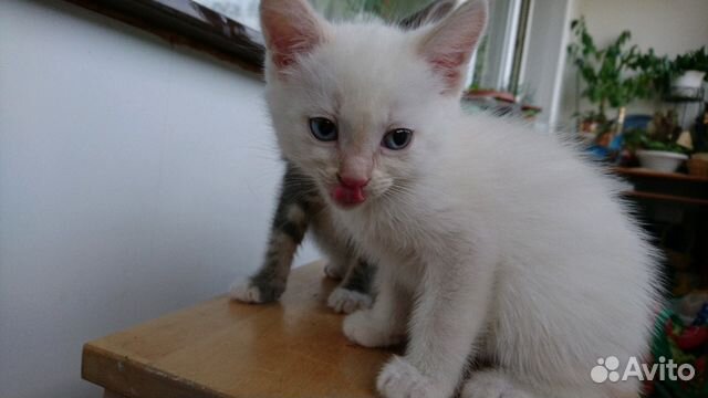 Котёнок мальчик белый с голубыми глазами и рыжим х