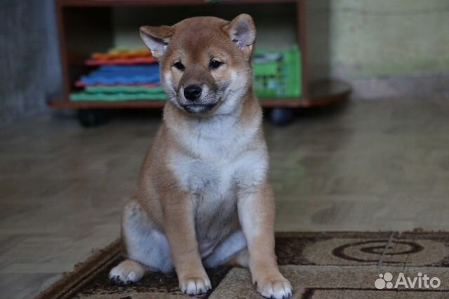 Красавица - Тэя (мини акита - сиба-ину)