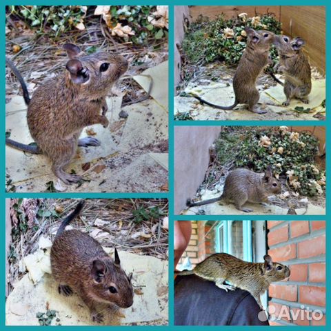 Мальчик Дегу в ответственные руки