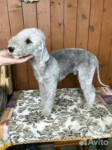 Бедлингтон-терьер